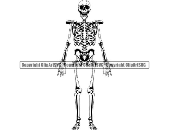 Skull Skeleton Anatomy Body Head Face Grin Grinning Kill - Etsy Italia