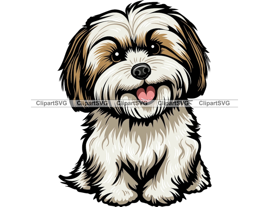 Havanese Smiling Sitting Dog Cute Puppy Head Canine Pet Lhasa Apso ...