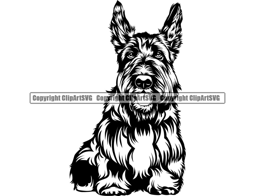 Scottish Terrier Dog Breed Sit Sitting Happy Smile Paw Puppy Pup Pet ...