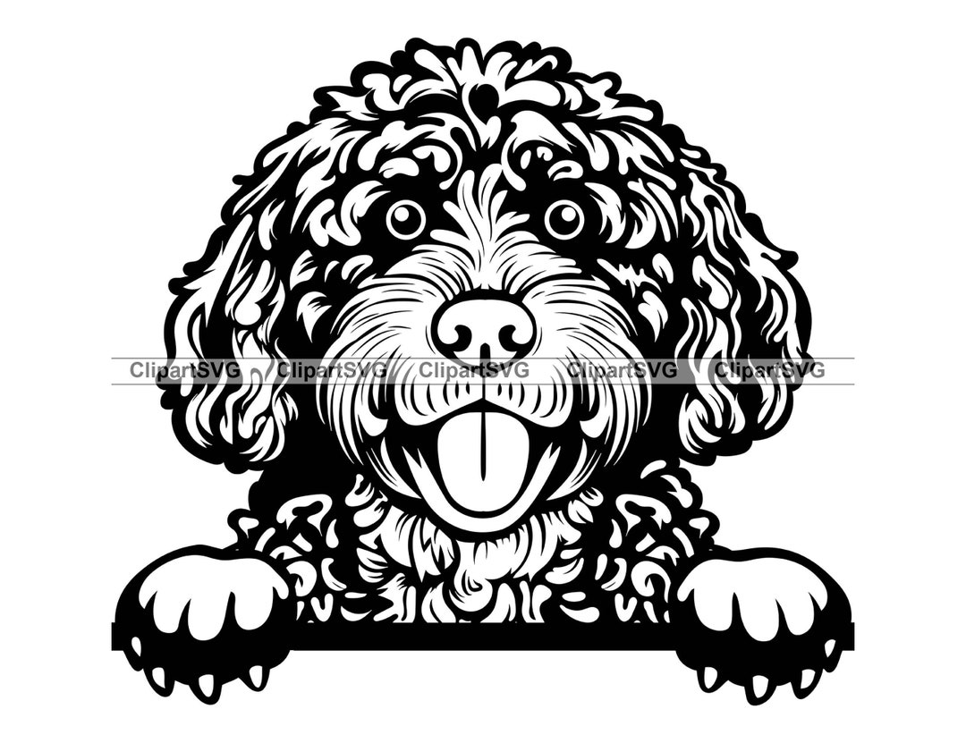 Spanish Water Dog Peeking Smiling Cute Puppy Face Canine Pet Portuguese ...