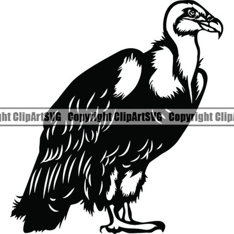 Cartoon Vulture Svg - Etsy