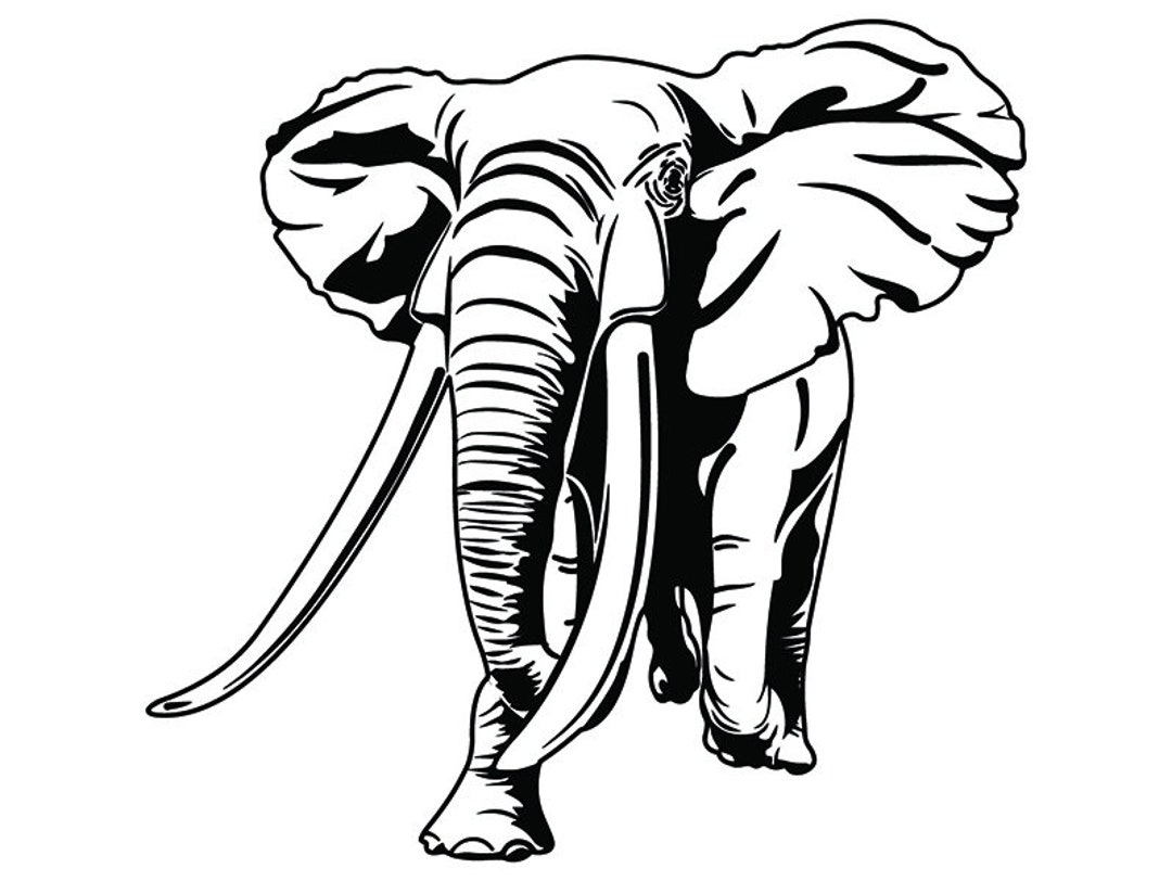 Elephant #7 Head Tusk Trunk Wildlife African Wild Animal Africa Safari ...