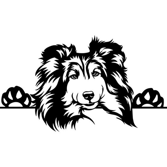 Shetland Sheepdog 26 Peeking Sheltie Puppy Dog Breed Pedigree | Etsy