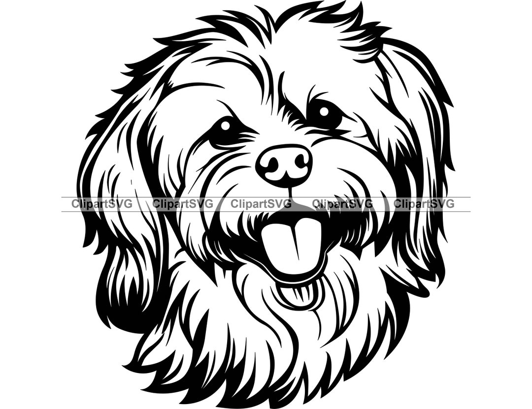 Lhasa Apso Smiling Dog Happy Cute Face Canine Pet Havanese Shih Tzu Paw ...