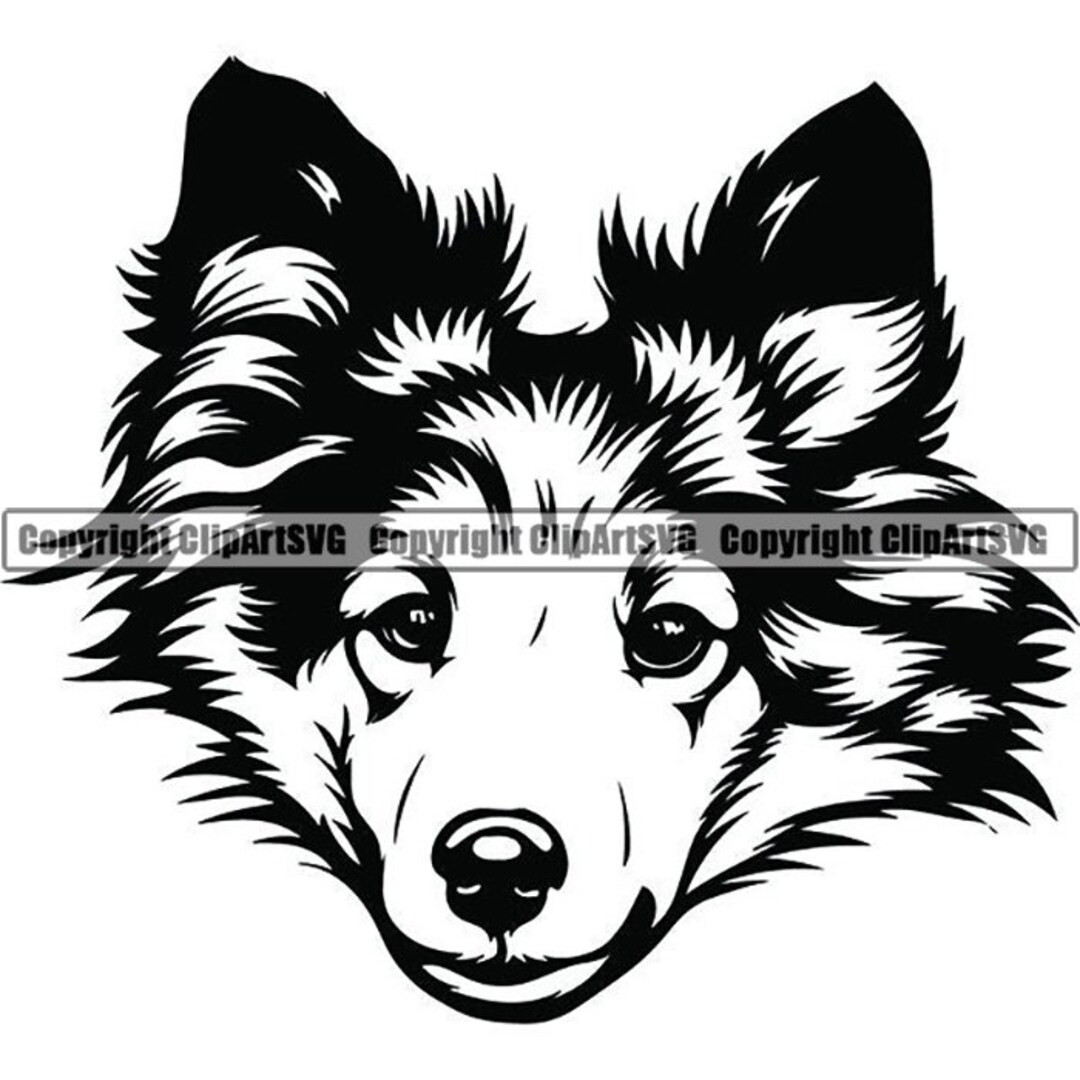 Shetland Sheepdog #4 Champion Sheltie Puppy Dog Breed Pedigree K-9 ...