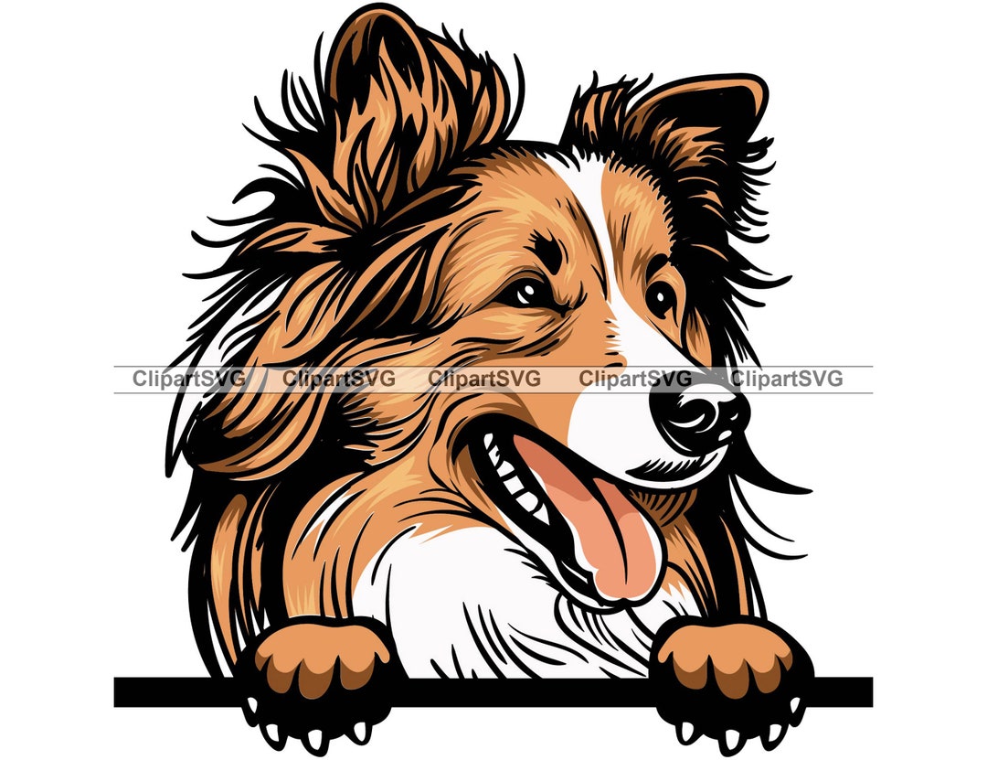 Shetland Sheepdog Smiling Peeking Dog Cute Sheltie Puppy Head Canine ...