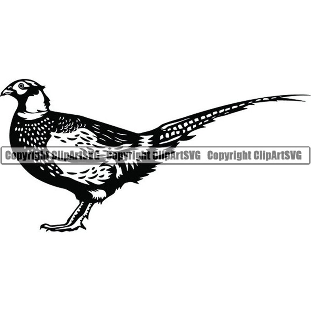 Pheasant #1 Pet Bird Wildlife Topical Flying Male Hunter Wild Beak ...