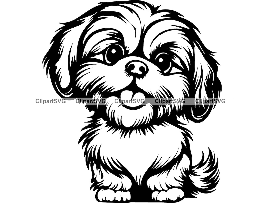 Shih Tzu Smiling Dog Sitting Cute Puppy Face Canine Pet Lhasa Apso ...