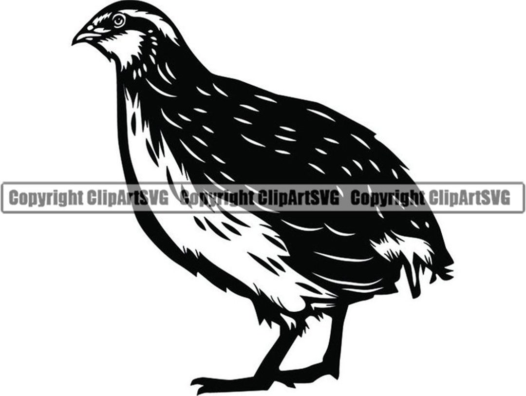 Quail #2 Bird Wildlife Hunting Hunt Game Prey Beak Small Animal Food ...