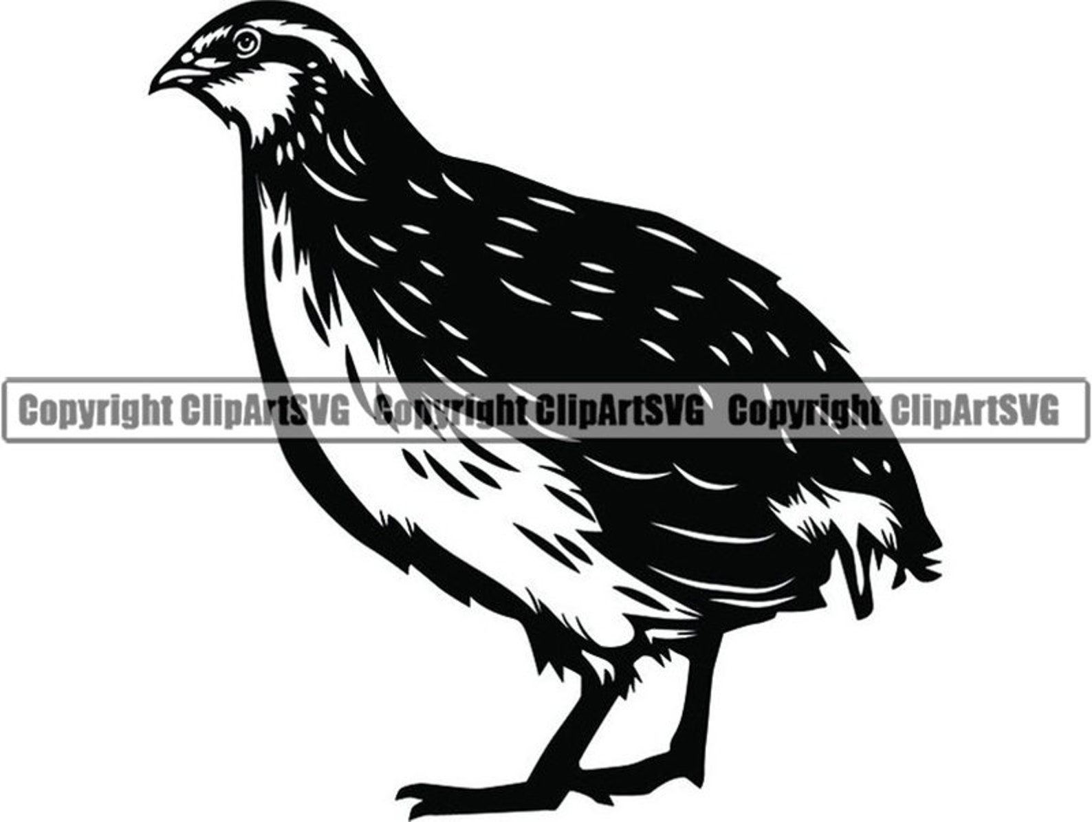 Quail #2 Bird Wildlife Hunting Hunt Game Prey Beak Small Animal Food ...