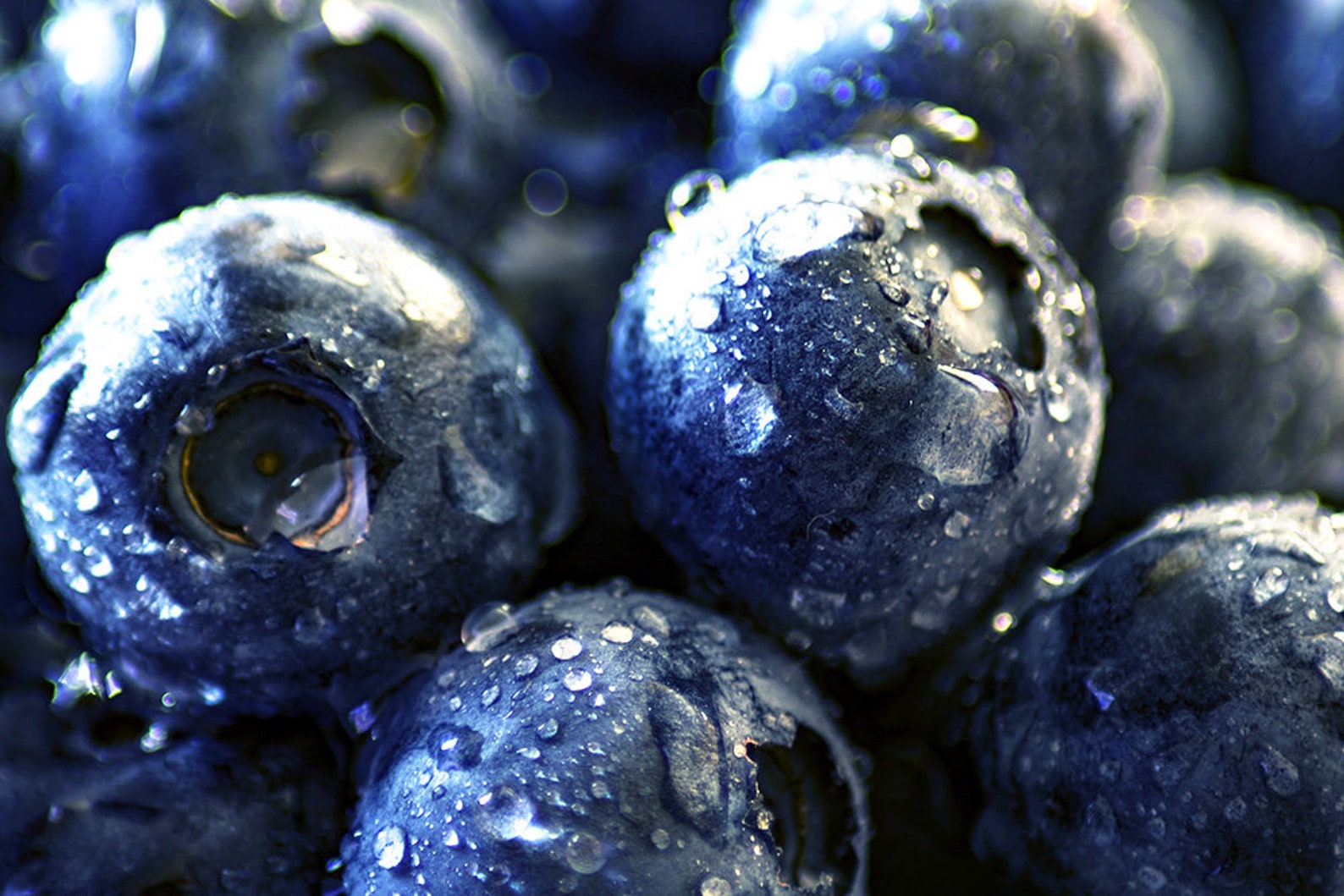 ORGANIC Blueberry Seed Oil UNREFINED Cold Pressed Anti-aging - Etsy