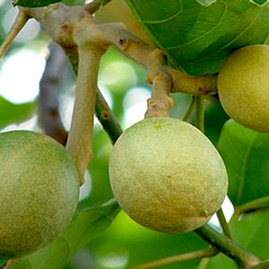 Organic Kukui Oil Unrefined Cold Pressed for Very Dry Skin, Red ...