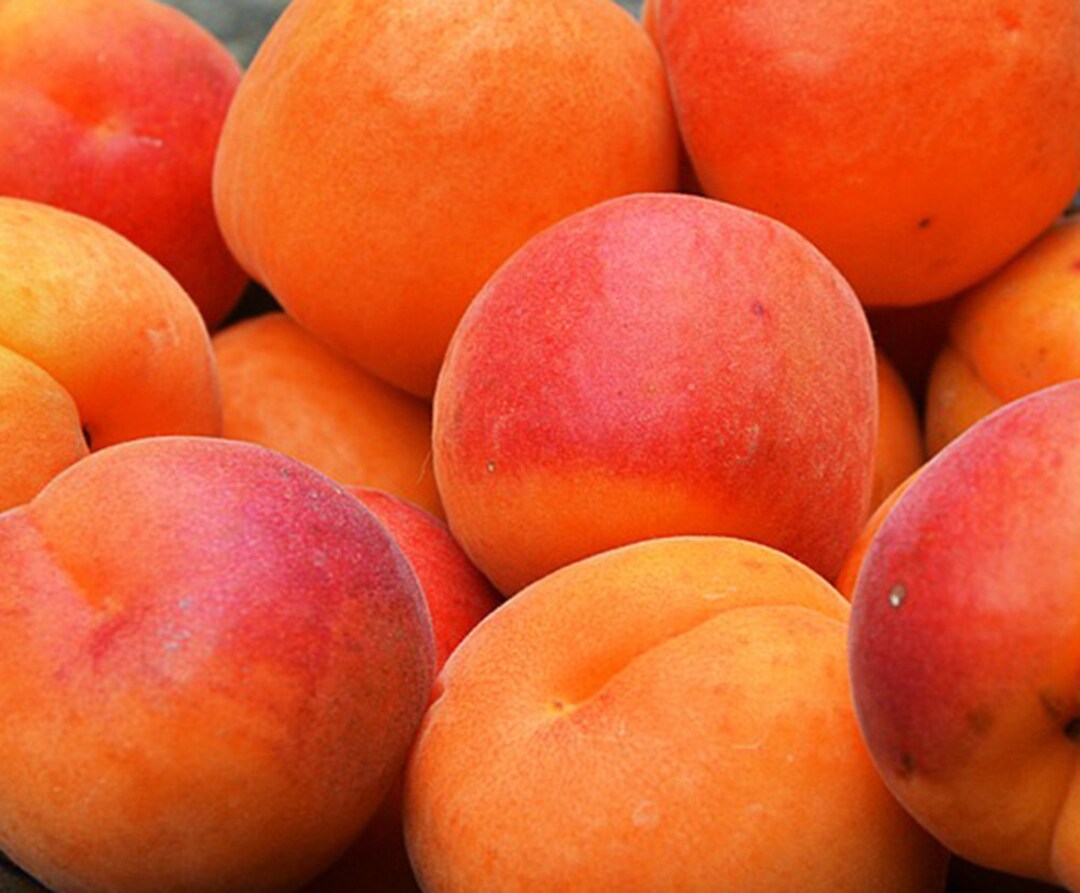 ORGANIC Apricot Oil UNREFINED Cold Pressed Anti-aging Face Oil for ...