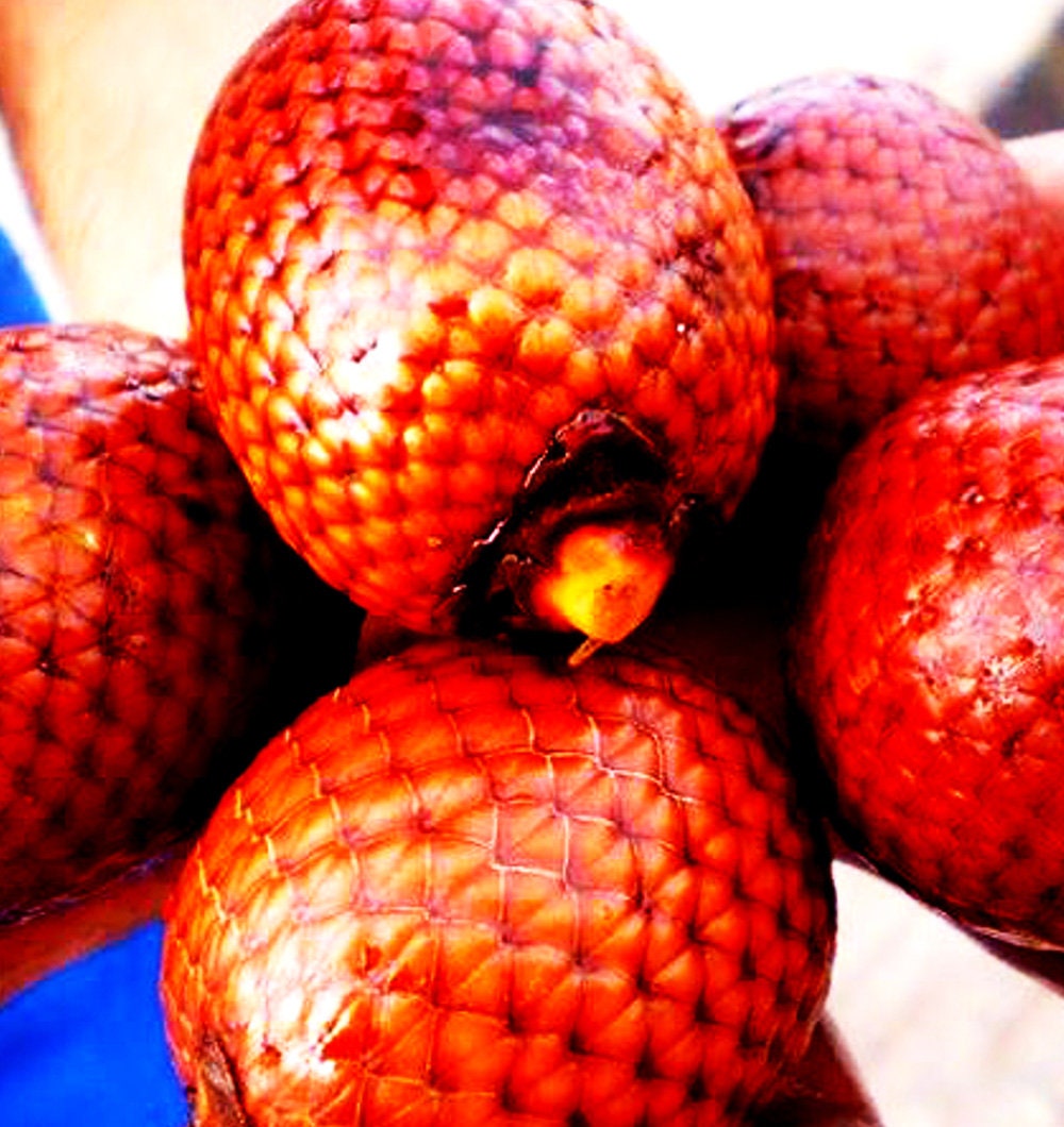 ORGANIC BURITI OIL Unrefined Cold Pressed Repair Damaged | Etsy