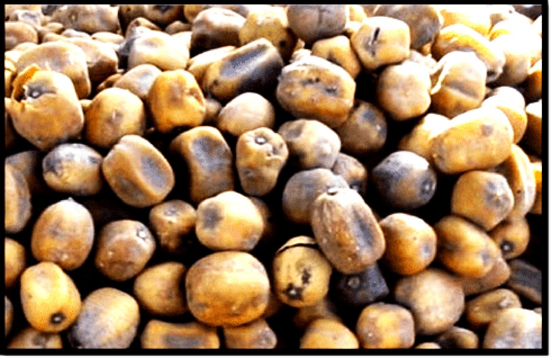 Desert Date Seed Oil Organic COLD PRESSED Unrefined Desert Date Serum ...