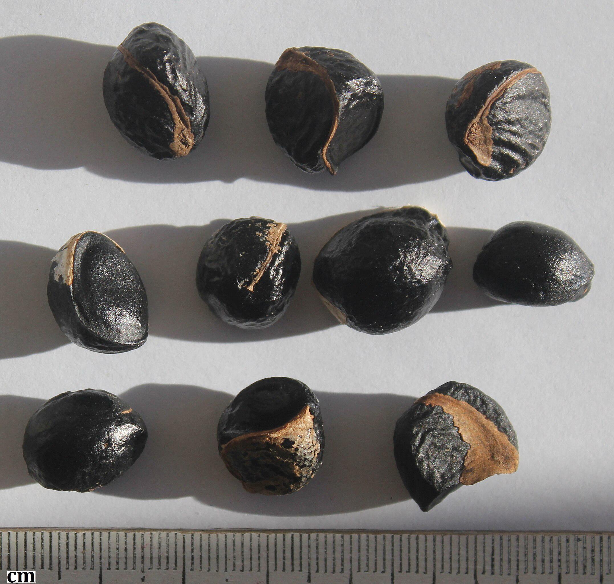 SALE Organic Yangu Seed Cape Chestnut Oil Cold Pressed Unrefined, for ...