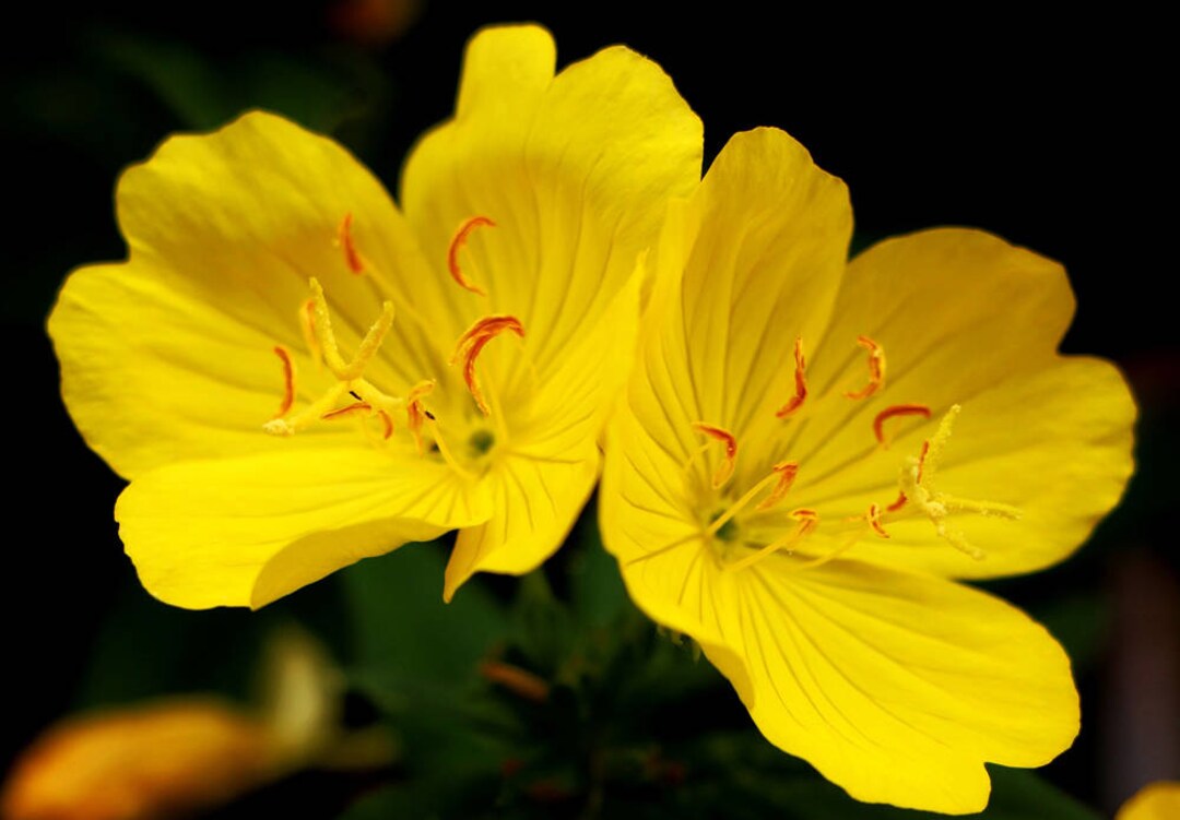 ORGANIC Evening Primrose Oil Cold Pressed UNREFINED Edible - Etsy