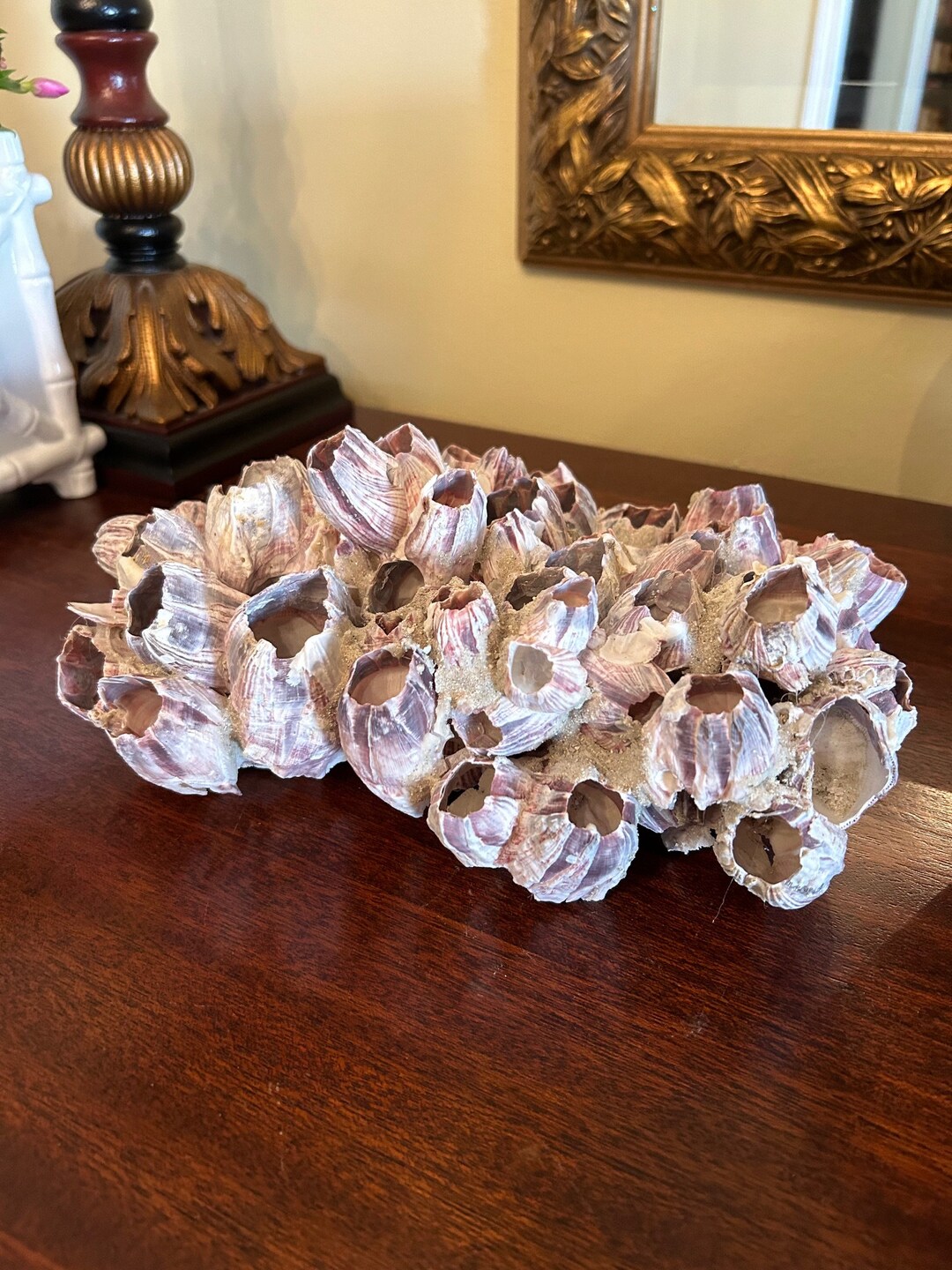 Large Purple Barnacle Specimen Shell Decor Beach Decor Home Decor - Etsy