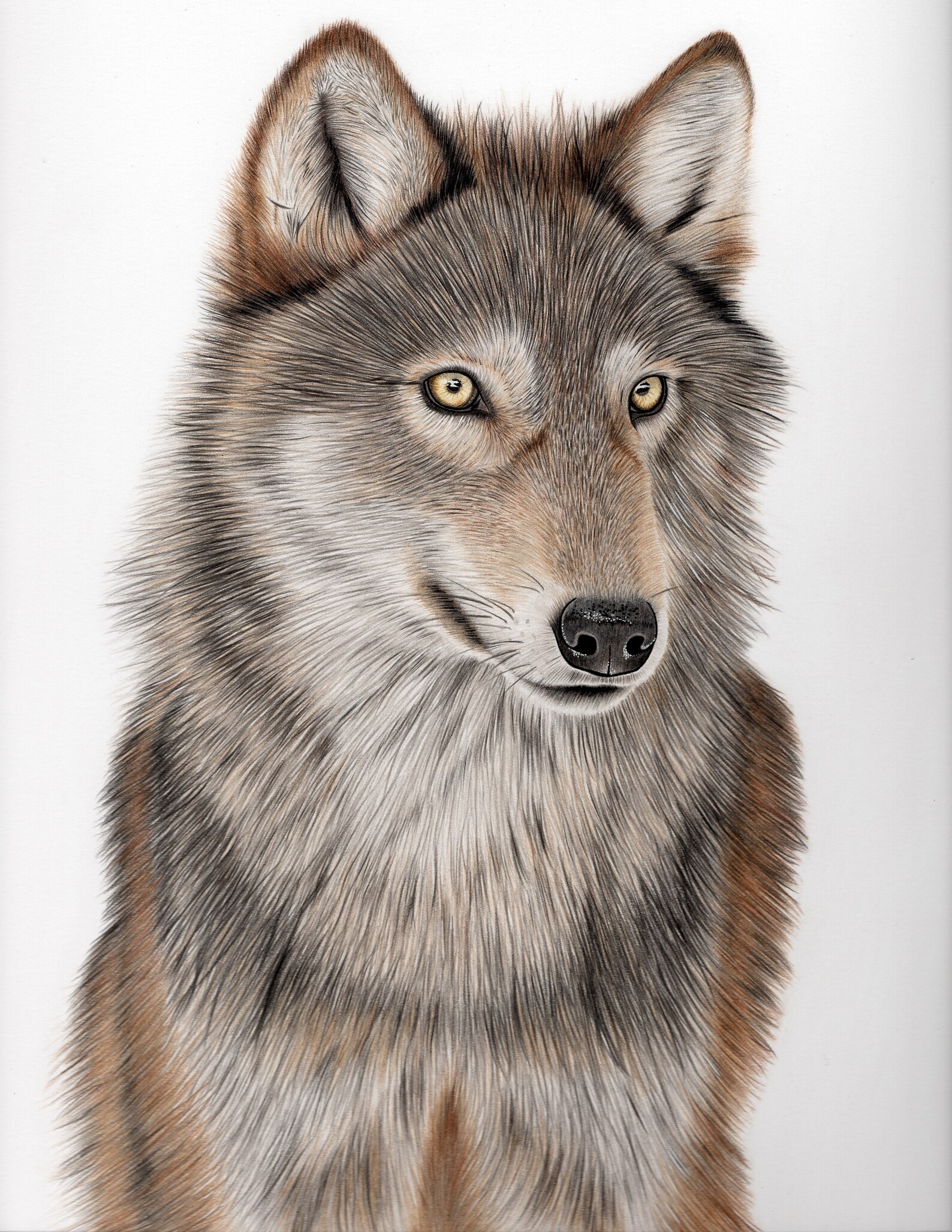 Voka - Original Wolf Drawing - Etsy