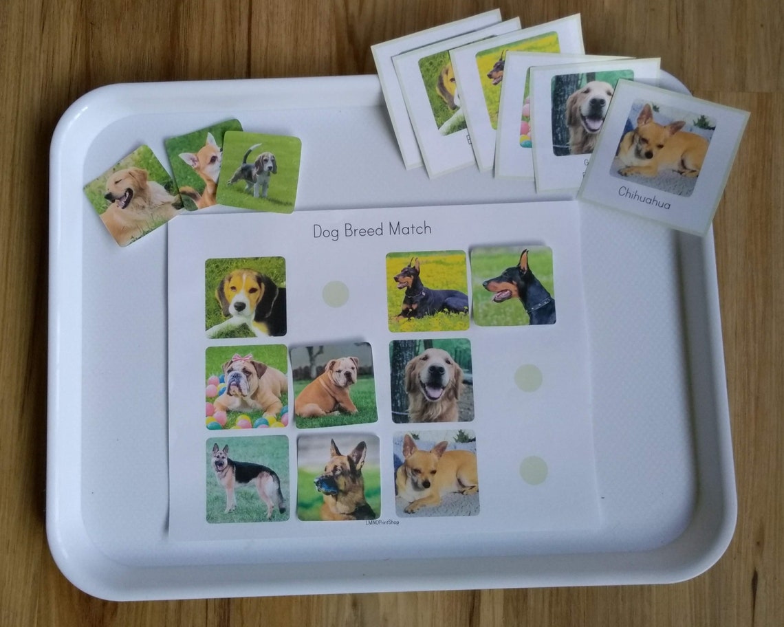 Dog Breed Matching Activity Busy Bag Toddler Preschool | Etsy