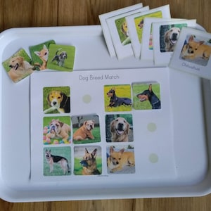 Dog Breed Matching Activity - Busy Bag - Toddler Preschool Kindergarten ...