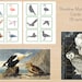 Birds Activity Bundle - Worksheets Busy Book Bag - Spring Nature Study ...