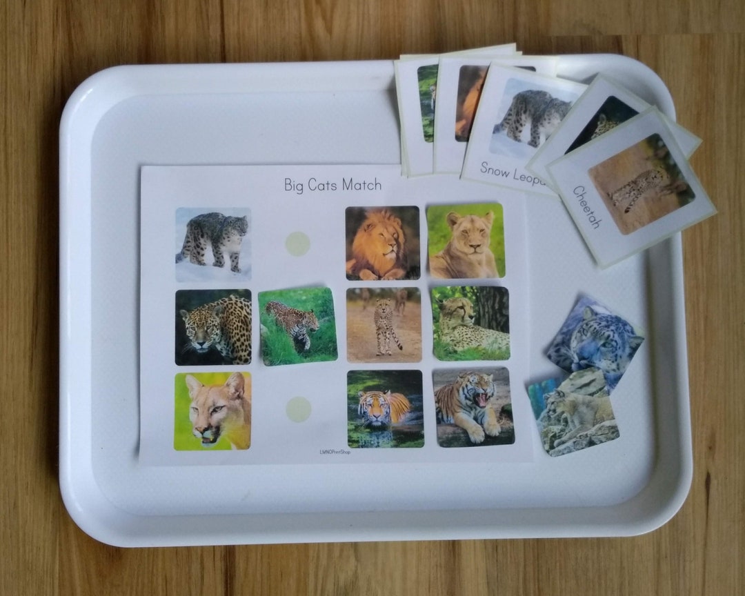 Big Cats Nature Unit Study - Preschool Printable Busy Book - Toddler ...