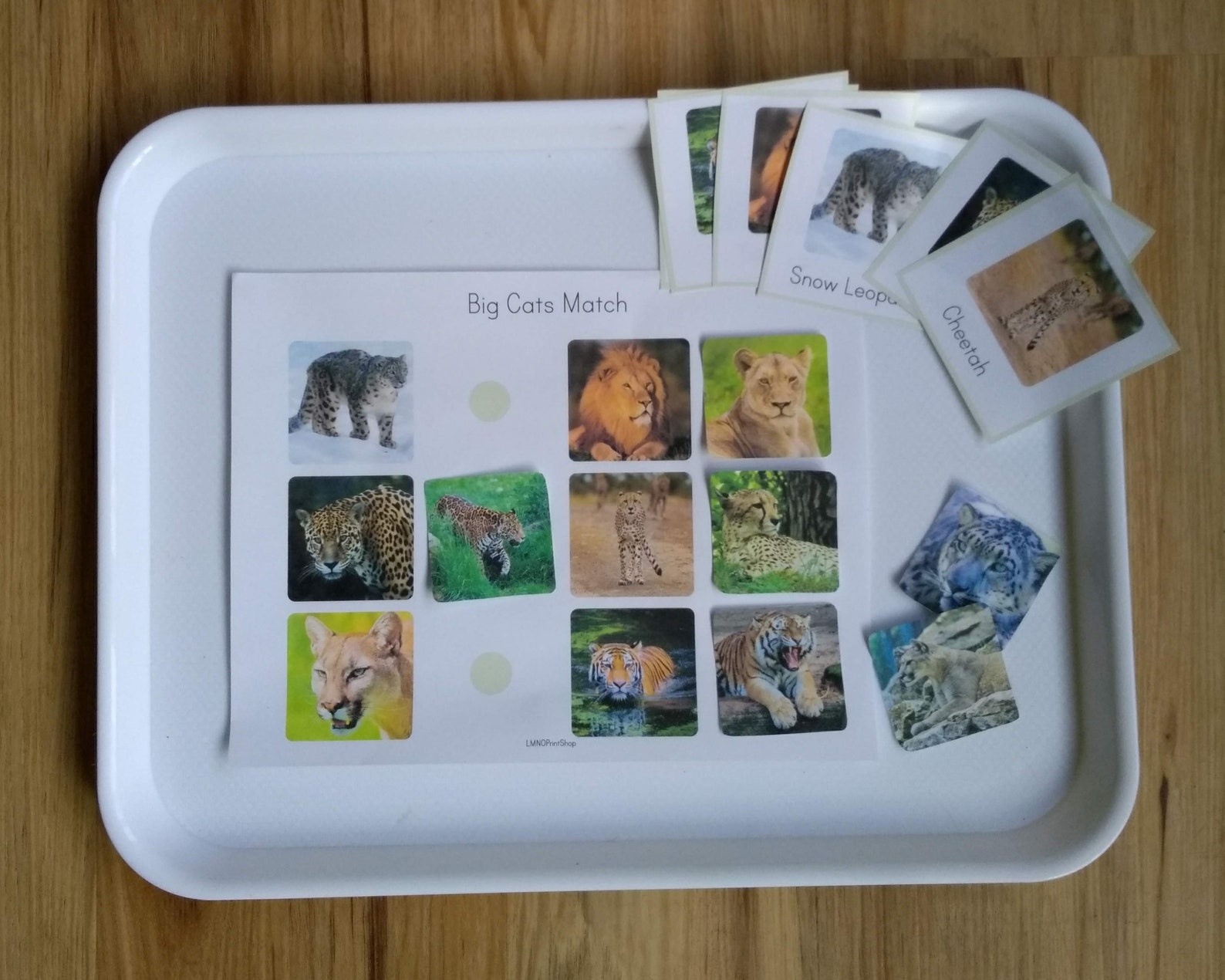 Big Cats Nature Unit Study Preschool Printable Busy Book - Etsy