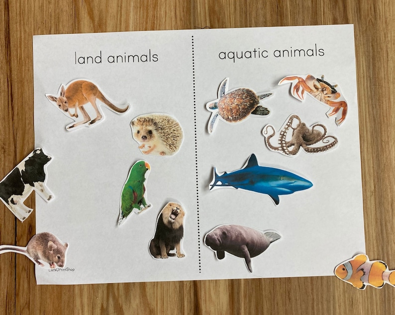 Land Animals Ocean Aquatic Mammals Birds Fish Sorting - Life Skills ...