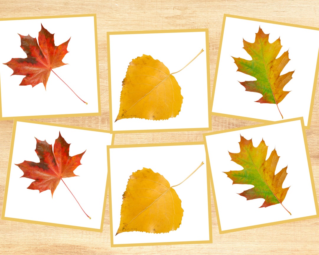 Leaf Matching Cards - Montessori Learning - Preschool Fall Activity ...