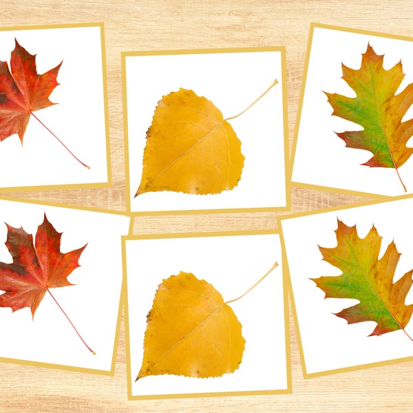 Money Coin Counting Clip Cards Kindergarten 1st 2nd Grade Math Currency ...