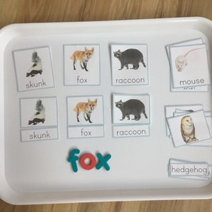 Nocturnal Animals - Preschool Printable Bundle - Early Reader - Shadow ...