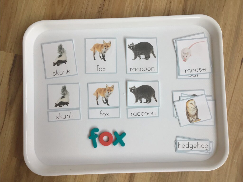 Nocturnal Animals - Preschool Printable Bundle - Early Reader - Shadow ...