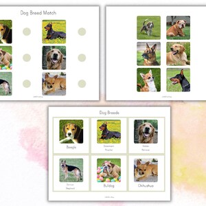 Dog Breed Matching Activity - Busy Bag - Toddler Preschool Kindergarten ...