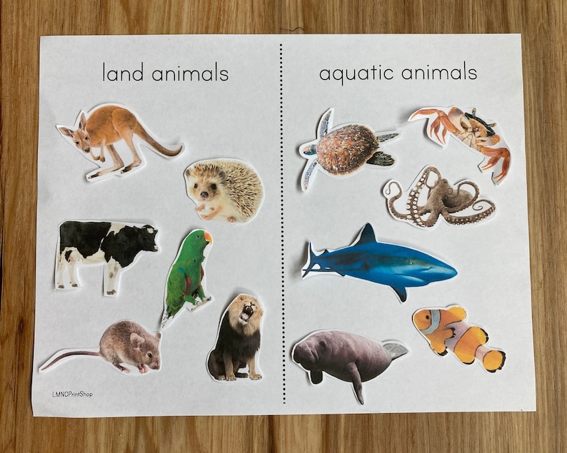 Land Animals Ocean Aquatic Mammals Birds Fish Sorting - Life Skills ...