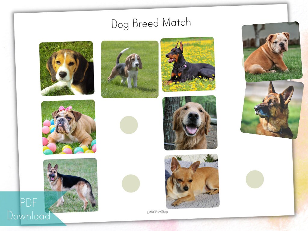 Dog Breed Matching Activity Busy Bag Toddler Preschool - Etsy
