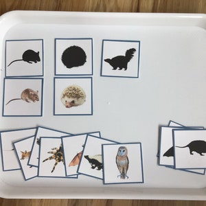 Nocturnal Animals - Preschool Printable Bundle - Early Reader - Shadow ...