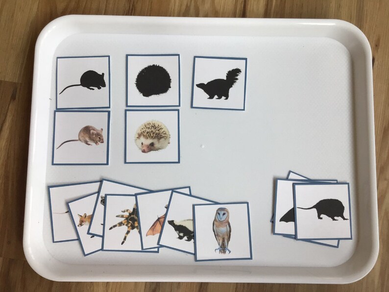 Nocturnal Animals - Preschool Printable Bundle - Early Reader - Shadow ...