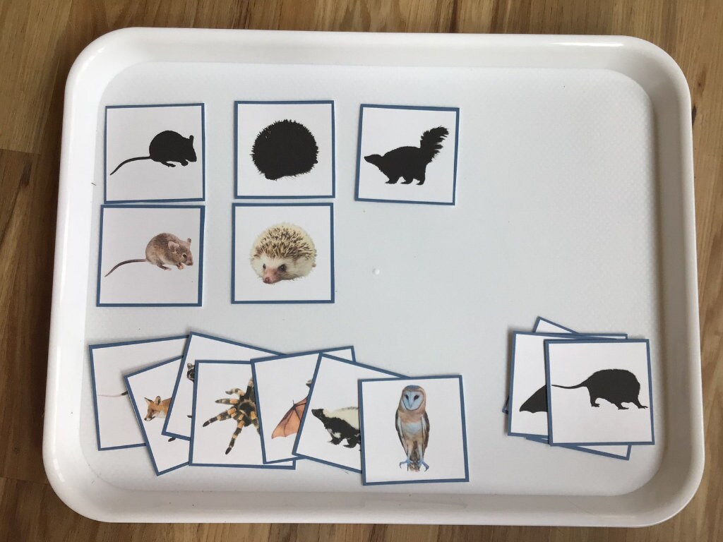 Nocturnal Animals - Preschool Printable Bundle - Early Reader - Shadow ...