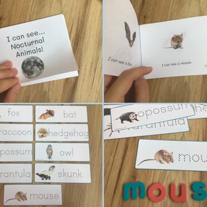 Nocturnal Animals - Preschool Printable Bundle - Early Reader - Shadow ...