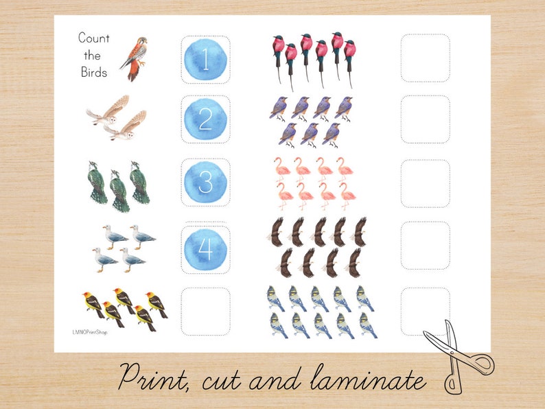 Birds Busy Book Nature Study Activity Learning Binder - Etsy