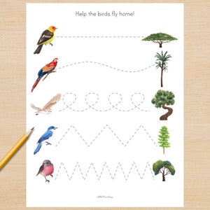 Birds Busy Book - Nature Study Activity - Learning Binder Tracing ...