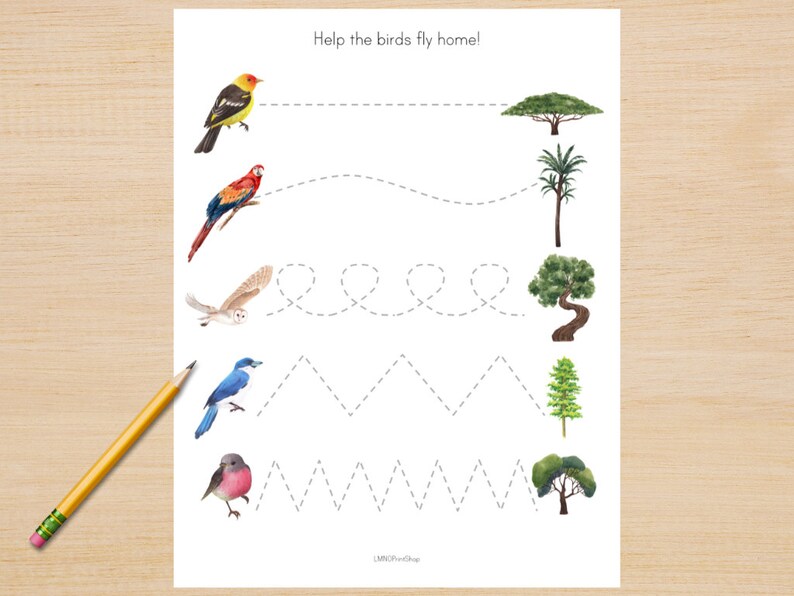 Birds Busy Book Nature Study Activity Learning Binder - Etsy