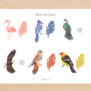Birds Busy Book - Nature Study Activity - Learning Binder Tracing ...