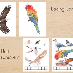 Birds Activity Bundle - Worksheets Busy Book Bag - Spring Nature Study ...