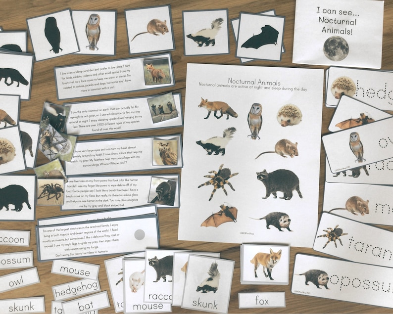 Nocturnal Animals - Preschool Printable Bundle - Early Reader - Shadow ...