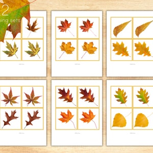 Leaf Matching Cards - Montessori Learning - Preschool Fall Activity ...