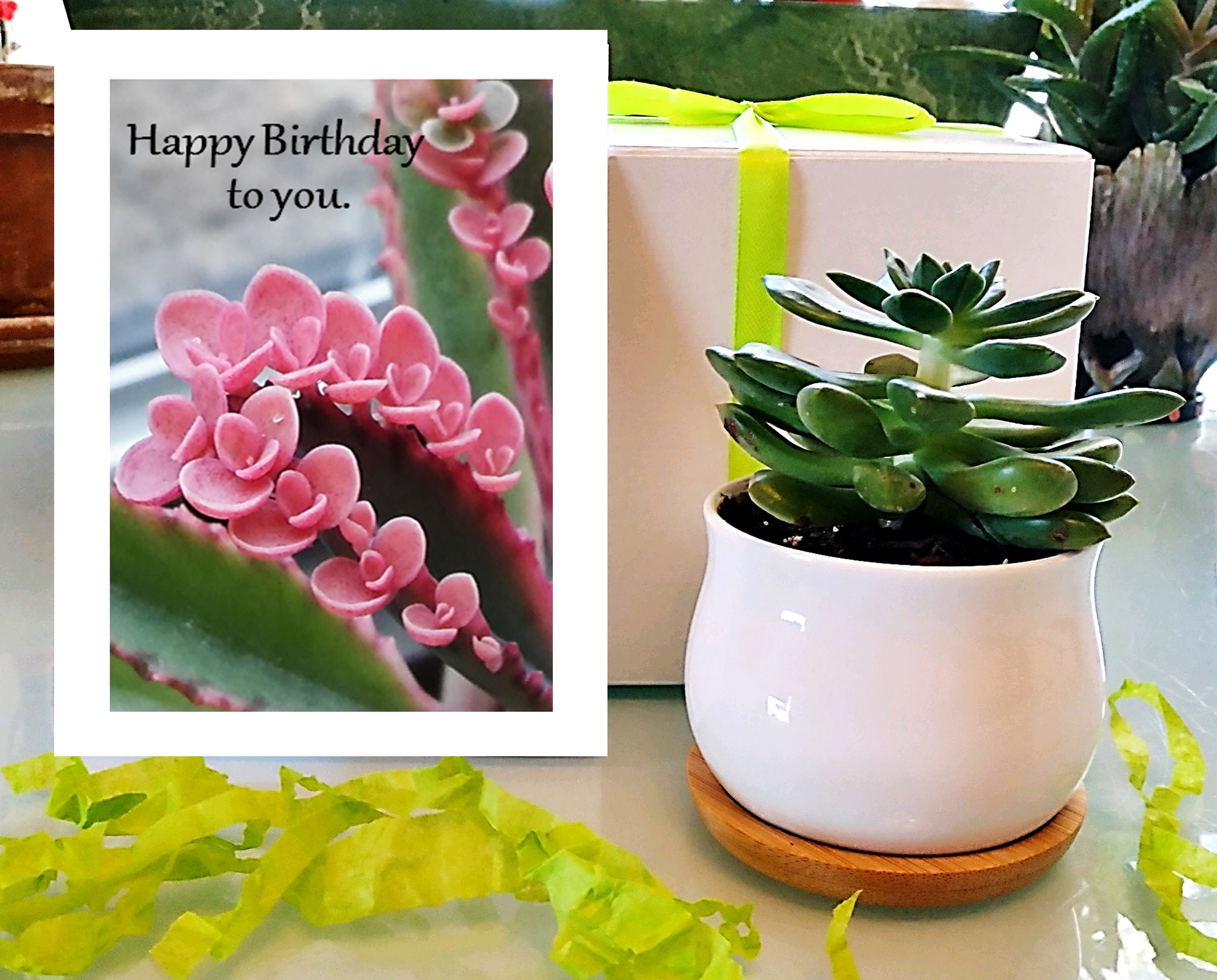 Succulent Gift Box Happy Birthday Gift Box Happy Birthday | Etsy
