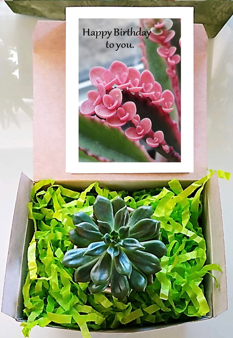 Succulent Gift Box Happy Birthday Gift Box Happy Birthday | Etsy