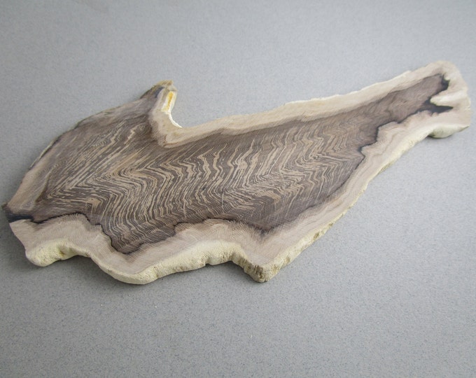 Fossilized Sycamore Wood Slab / Fossil Sycamore Rough / Fossil Wood - Etsy